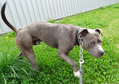 Tiervermittlung, Hachil, AmStaff, geb. 1/2012, Tiervermittlung ...