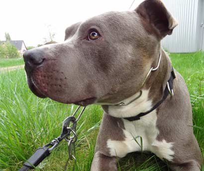 Tiervermittlung, Hachil, AmStaff, geb. 1/2012, Tiervermittlung ...