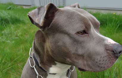 Tiervermittlung, Hachil, AmStaff, geb. 1/2012, Tiervermittlung ...