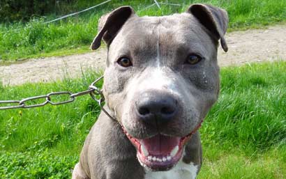 Tiervermittlung, Hachil, AmStaff, geb. 1/2012, Tiervermittlung ...