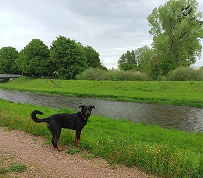 Mylo, Beauceron, noch im Zuhause, geb 2021 , männlich, unkastriert ...