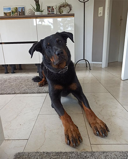 Mylo, Beauceron, noch im Zuhause, geb 2021 , männlich, unkastriert ...