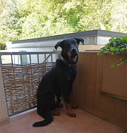 Mylo, Beauceron, noch im Zuhause, geb 2021 , männlich, unkastriert ...