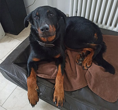 Mylo, Beauceron, noch im Zuhause, geb 2021 , männlich, unkastriert ...