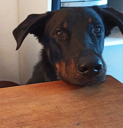 Mylo, Beauceron, noch im Zuhause, geb 2021 , männlich, unkastriert ...