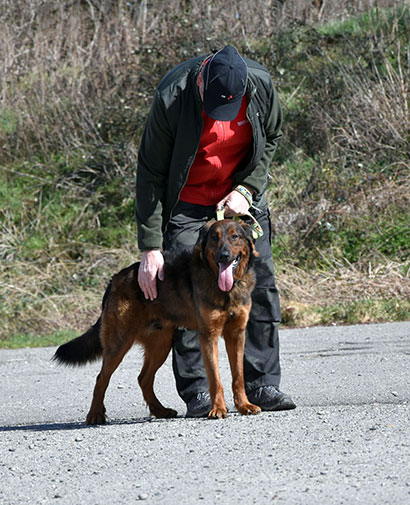 Roxan, Beauceron Mix, geb. 2021, männlich, SPA Mulhousel, Frankreich, Tiervermittlung, Freiburg ...