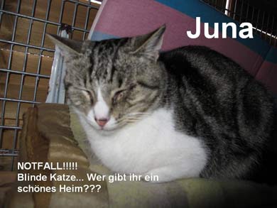 Tiervermittlung, Katzen, Babykatzen, Katzenbabys, Katze, Welpe ...