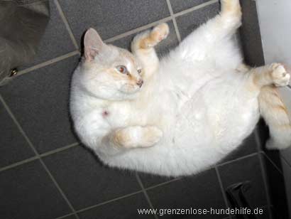 Tiervermittlung, Katzen, Babykatzen, Katzenbabys, Katze, Welpe ...