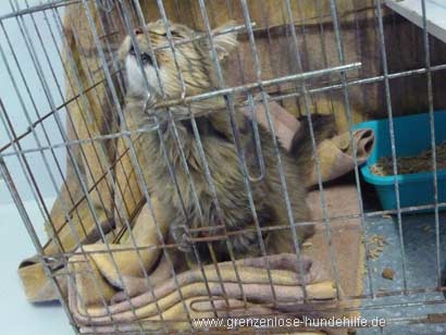 Tiervermittlung, Katzen, Babykatzen, Katzenbabys, Katze, Welpe ...