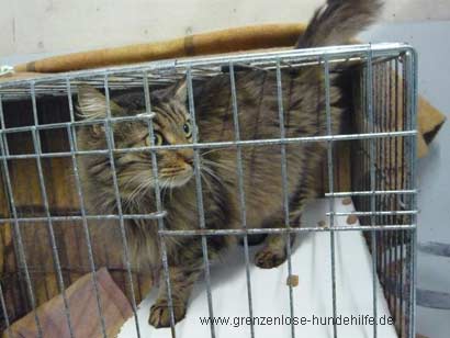 Tiervermittlung, Katzen, Babykatzen, Katzenbabys, Katze, Welpe ...