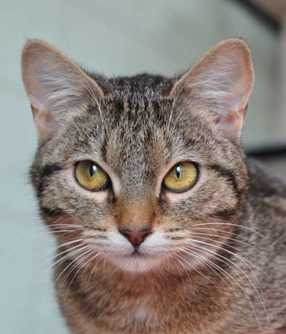 Tiervermittlung, Katzen, Babykatzen, Katzenbabys, Katze, Welpe ...