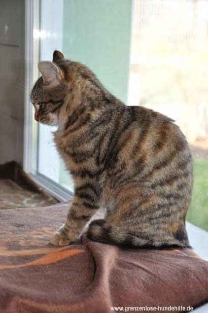 Tiervermittlung, Katzen, Babykatzen, Katzenbabys, Katze, Welpe ...