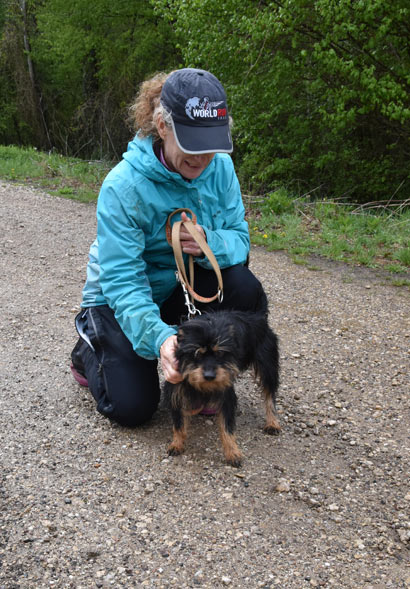 Lego, Yorkshire Terrier Mix, geb. 2015, männlich, SPA Vesoul ...